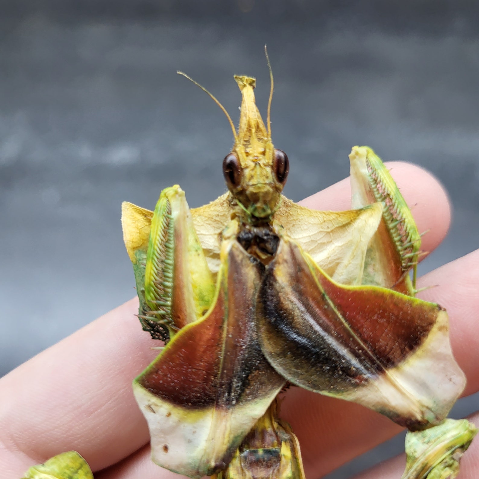 RARE: Large Giant Devils Flower Mantis Leaf Mimic Praying - Etsy