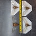 Large Indonesian Purana Cicada Spread Beautiful Orange Real Insect Bug ...