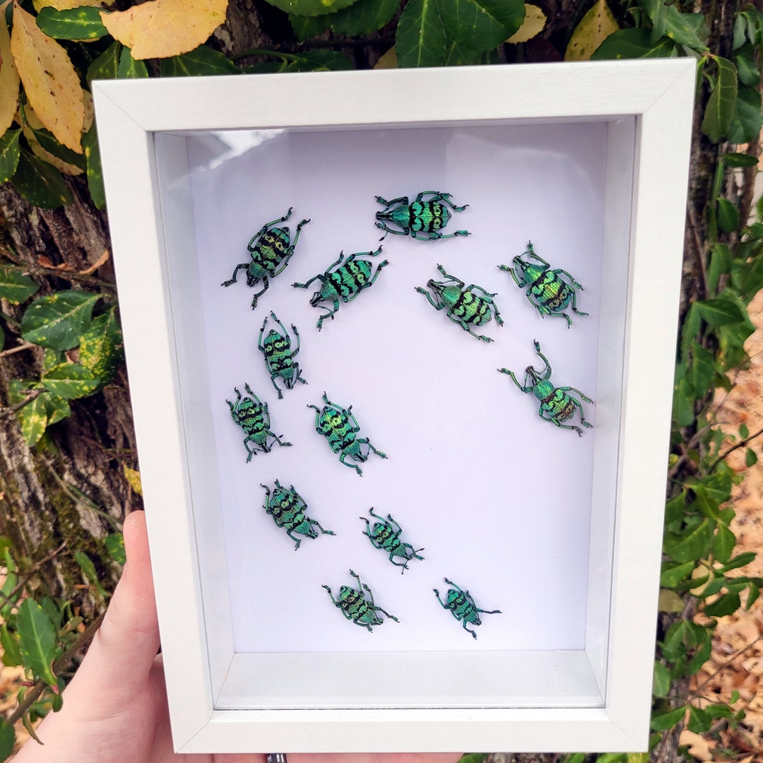 Turquoise Black Striped Weevil Beetle "weevil Wave" Framed Shadowbox ...