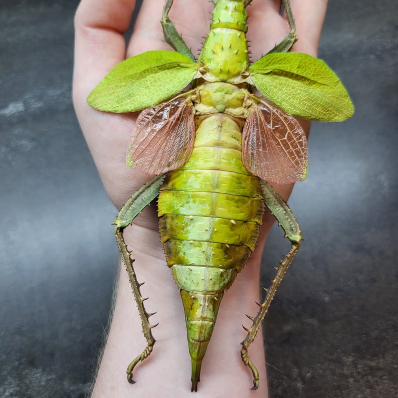 RARE: Giant Malaysian Jungle Nymph SPREAD Big Real Huge Leaf - Etsy