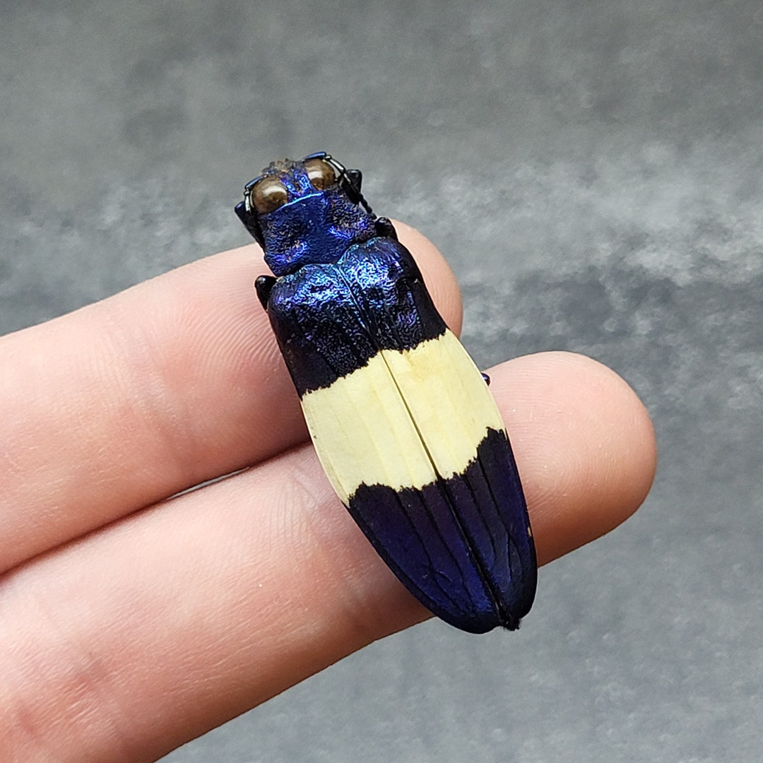 Blue Striped Jewel Beetle Metallic Big Real Unspread Insect Bug Taxidermy Craft-ready Specimen ...