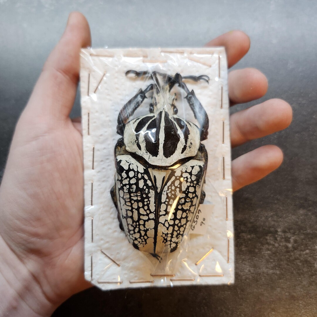 Real Goliath Beetle Dried Insect Specimen Huge 90mm Goliathus ...