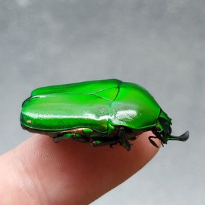 Trigonophorus Rothschildi Chinese Jade Flower Scarab Beetle Green Real ...