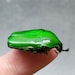 Trigonophorus Rothschildi Chinese Jade Flower Scarab Beetle Green Real ...