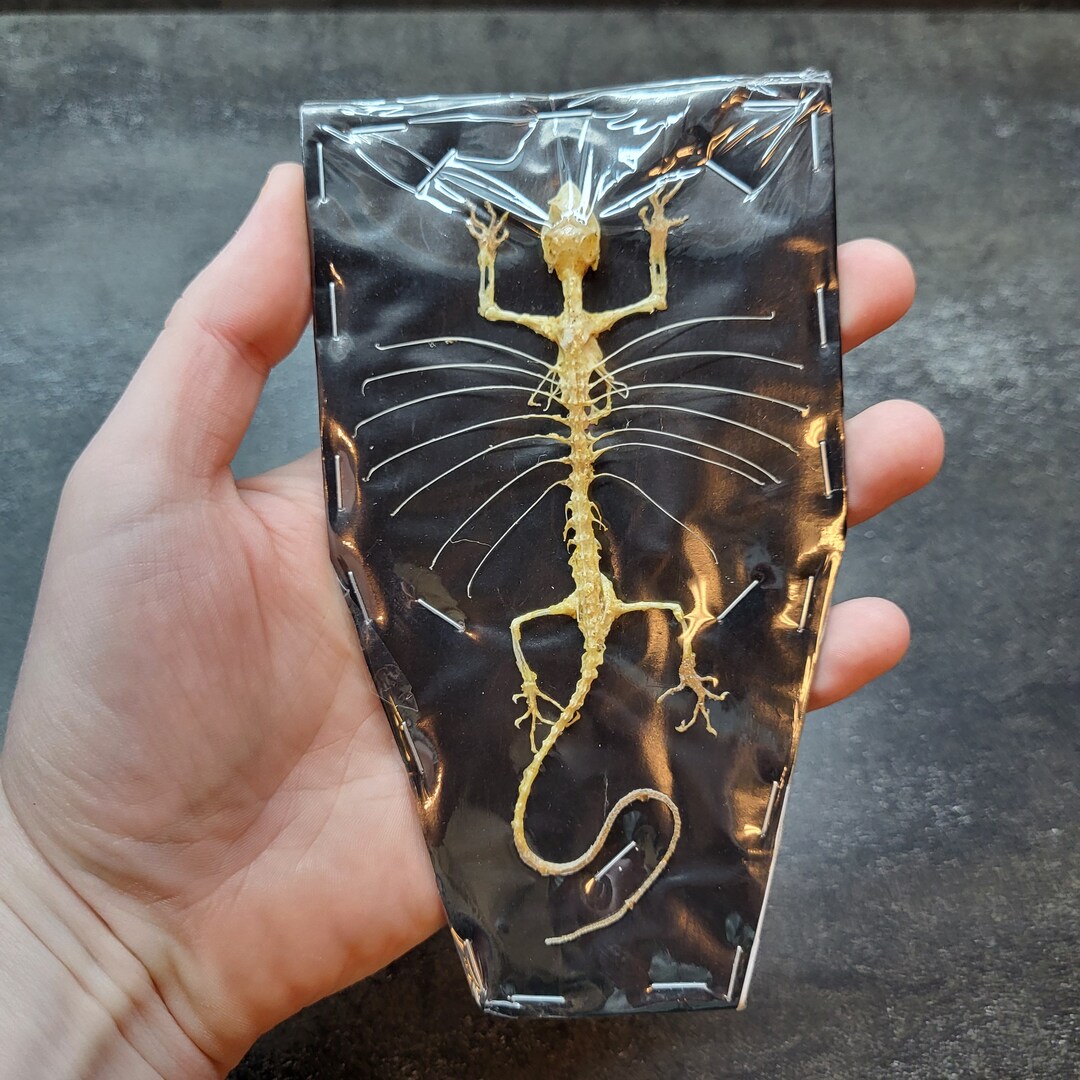 Real Flying Draco Volan Lizard Articulated Skeleton A- Natural Bone ...