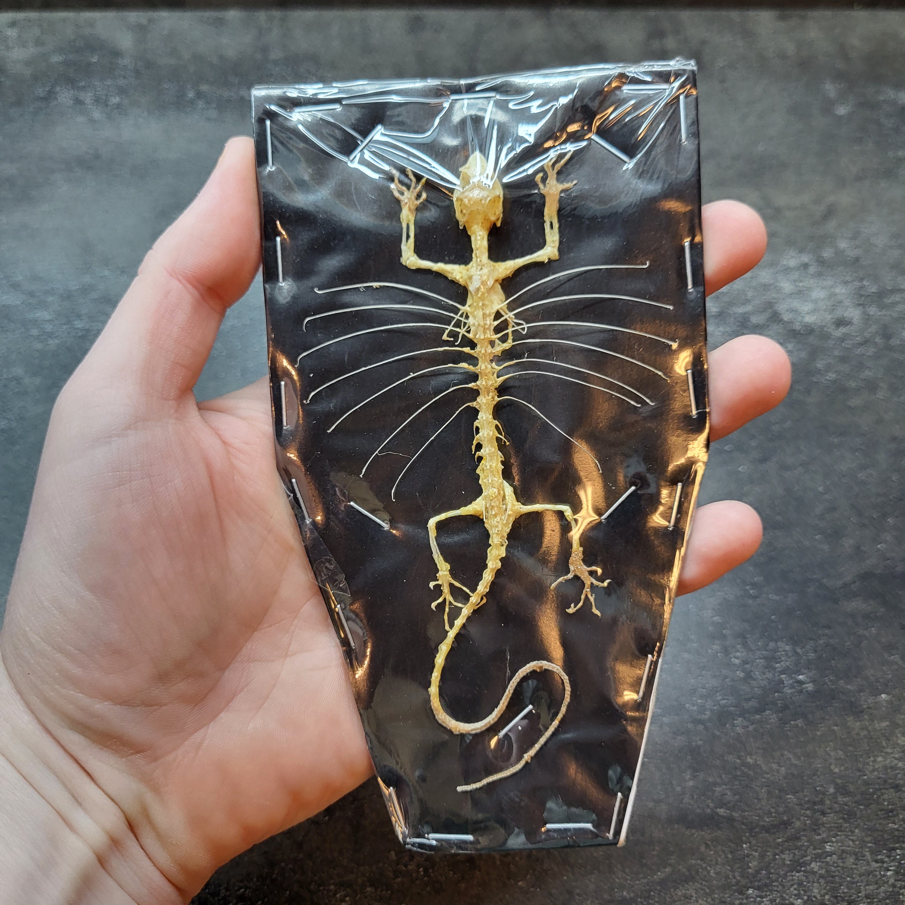 Real Flying Draco Volan Lizard Articulated Skeleton A- Natural Bone ...