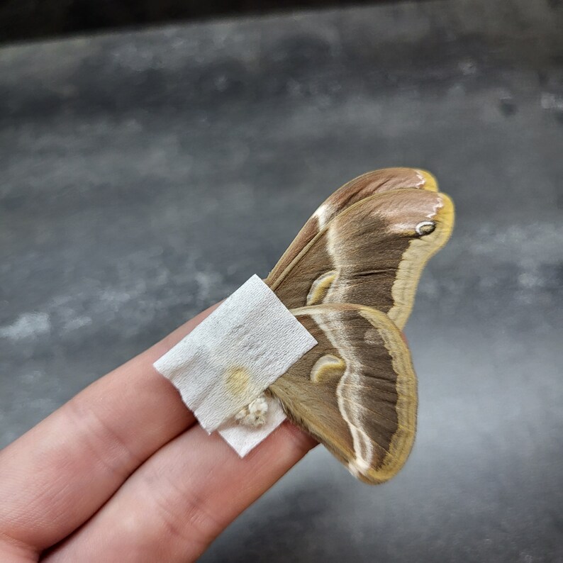 Beautiful Ailanthus Silkmoth Silk Moth Unspread Insect Bug Taxidermy ...