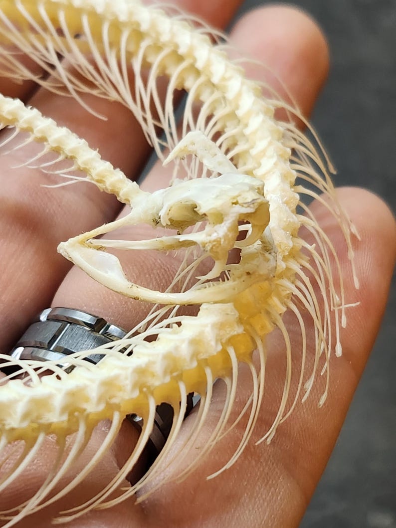 White Lipped Tree Viper Coiled Articulated Skeleton Skull Real ...