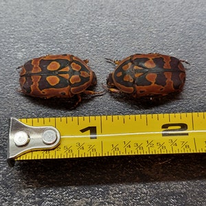 BEAUTIFUL Red Tribal Mask Chafer Beetle (2) Pack Pachnoda Aemula Lot ...