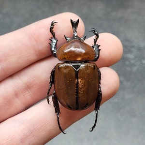 RARE: Glossy Horn Dynastidae Beetle Peru Real Insect Scarab Bug ...