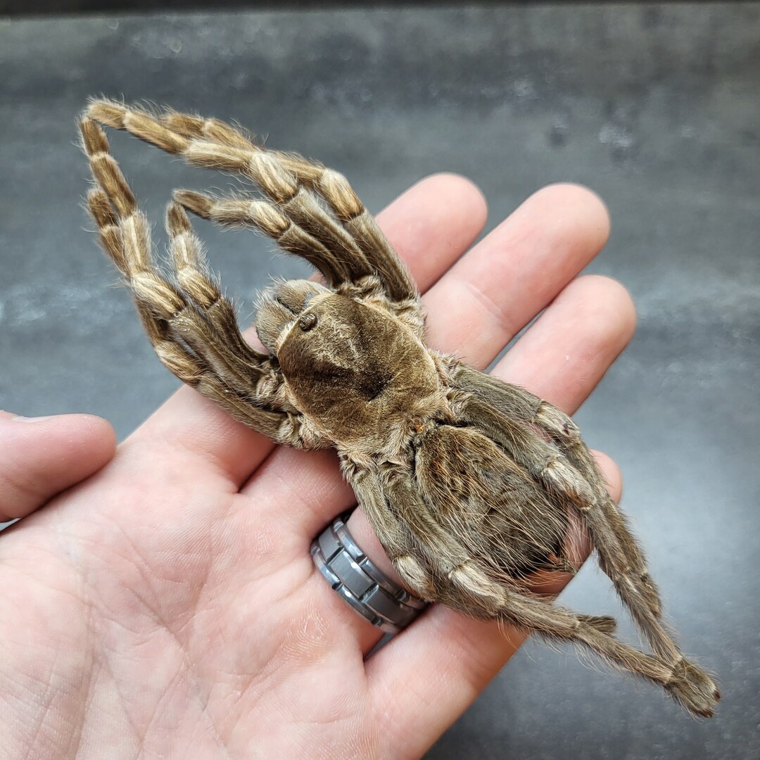 Rusty Birdeater MEDIUM Tarantula Spider Arachnid Large Big Unspread ...