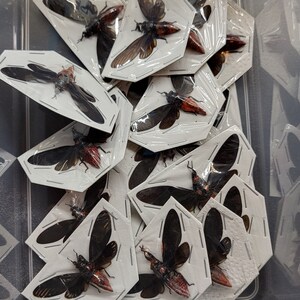RARE: Scarlet Red Small Cicada Spread Small Real Insect Bug Taxidermy ...