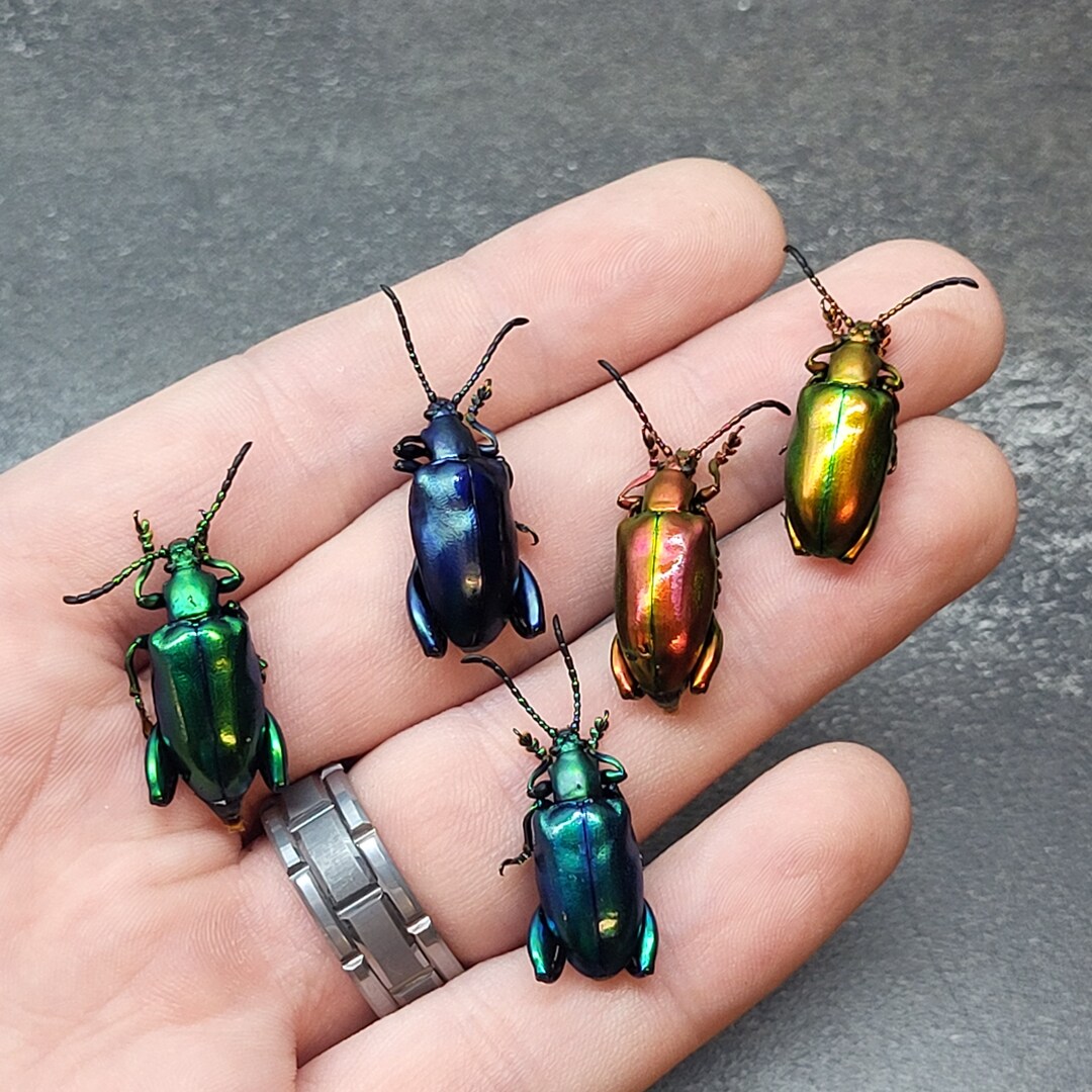 Metallic Royal Frog Beetle Trio 3 Pack Mixed Colors Lot Real Insect Bug ...