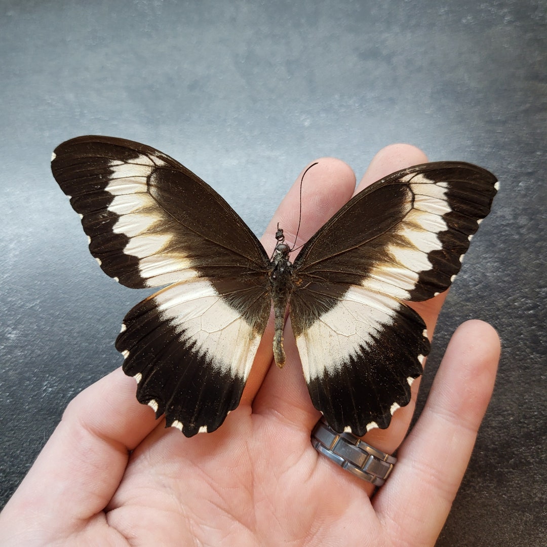 Wide Banded Swallowtail Butterfly **UNSPREAD** Papilio Mexhowianus ...