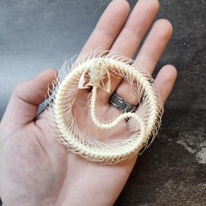 White Lipped Tree Viper Coiled Articulated Skeleton Skull Real ...