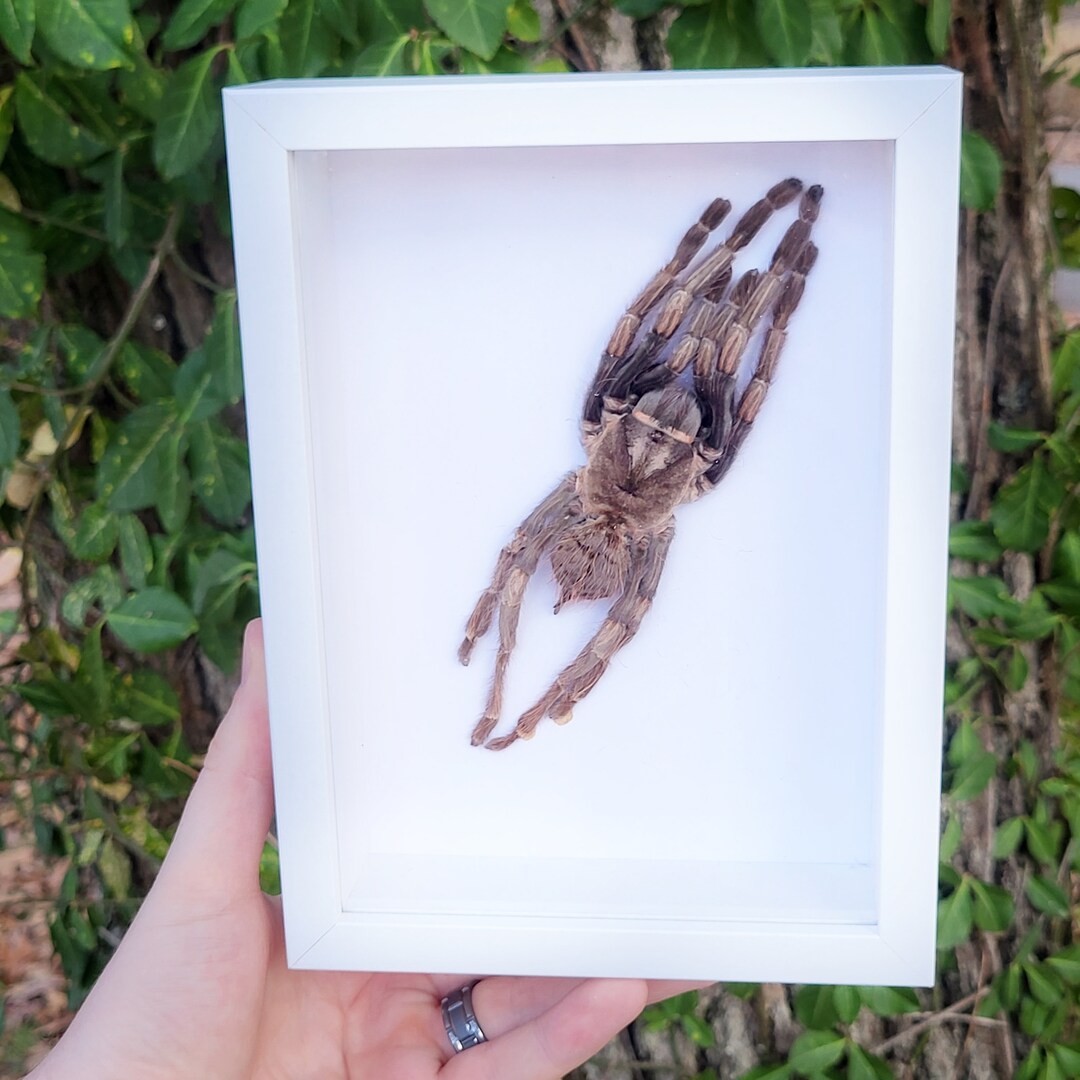 Rusty Birdeater Tarantula Framed Shadowbox Display Decor - Etsy