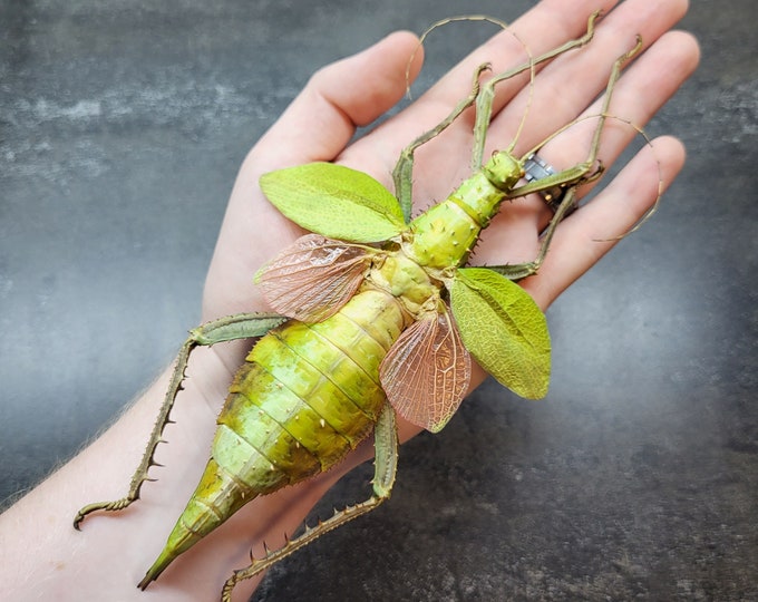 RARE: Giant Malaysian Jungle Nymph SPREAD Big Real Huge Leaf Insect Bug ...