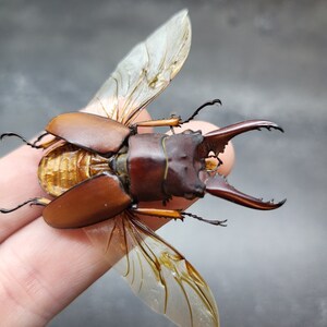 Large SPREAD Red Stag Beetle WINGS OUT Scarab Big Real Insect Bug ...