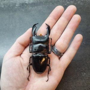 Huge 80mm Titan Black Stag Beetle Big Real Spread Insect Bug Taxidermy ...