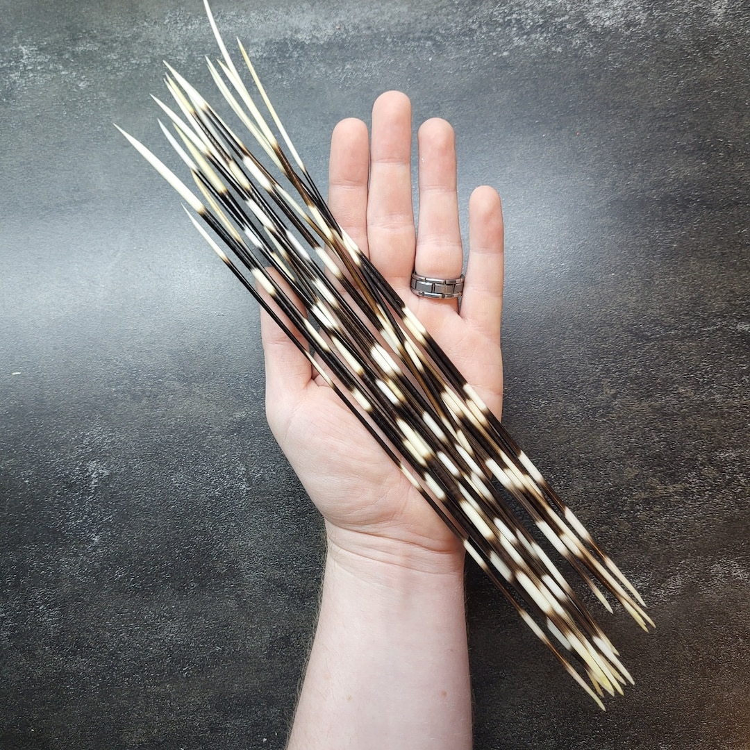 Natural Real African Porcupine Quills Needles XL Large 10-14" for ...