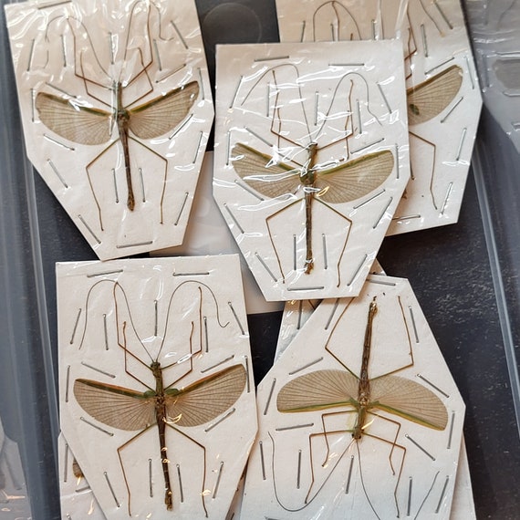 Walking Stick Insect Crafts