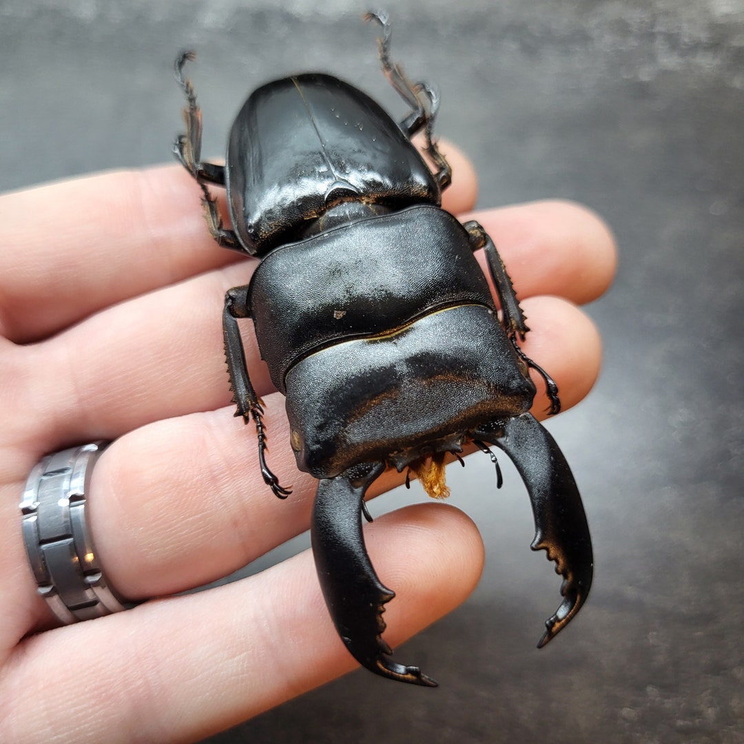 Huge 80mm Titan Black Stag Beetle Big Real Spread Insect Bug Taxidermy ...