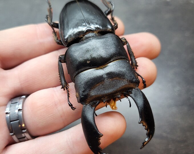 Huge 80mm+ Titan Black Stag Beetle Big Real Spread Insect Bug Taxidermy ...