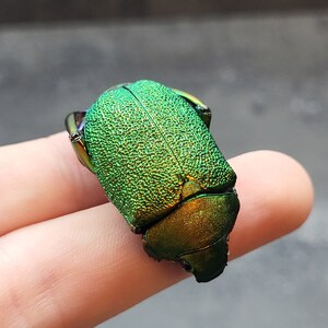 Large Shining Leaf Metallic Green Rainbow Chafer Beetle Chrysophora ...