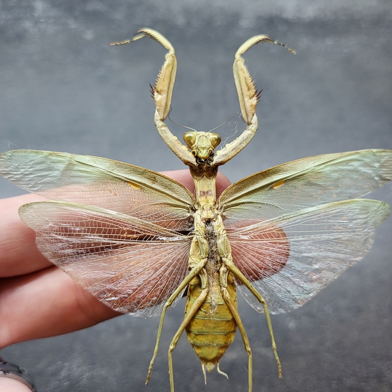 Real Large Indonesian Green Mantis (hierodula Patelligera) Insect Bug ...
