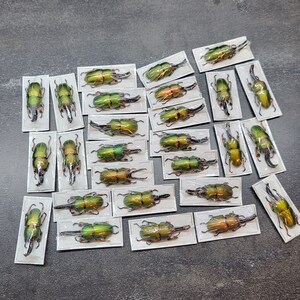 33-40mm Sawtooth Scarab Beetle Unspread Papered Real Insect Bug ...