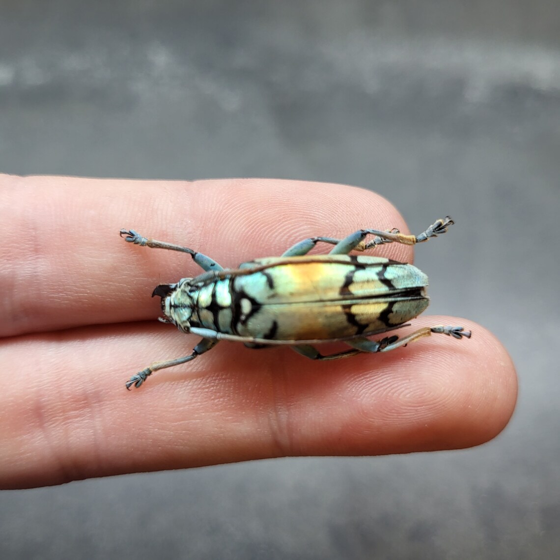 Gorgeous Rainbow Longhorn Beetle Real Metallic Blue Teal Insect Bug ...
