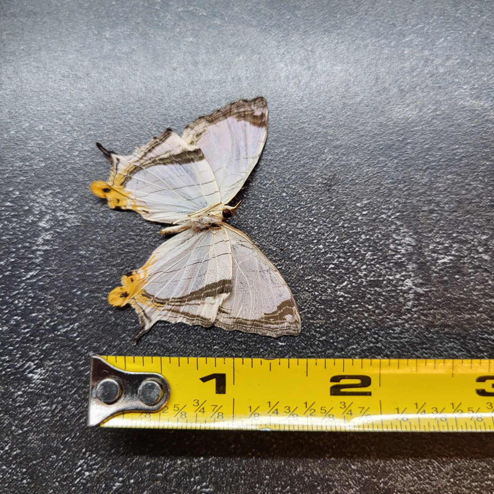 Common Map-wing Unusual Butterfly *UNSPREAD* Real Orange White Insect ...