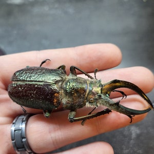 Rare: Sphaenognathus Stag Beetle 70mm Big Real Insect Bug Large Scarab ...