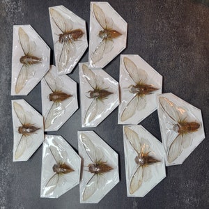 Large Indonesian Purana Cicada Spread Beautiful Orange Real Insect Bug ...