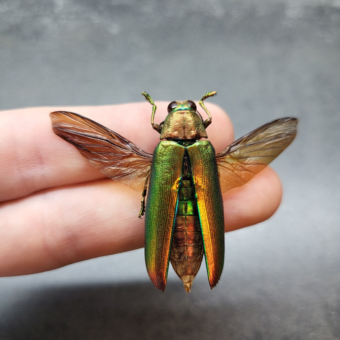 Chrysochroa Aurora SPREAD Large Rainbow Jewel Beetle Real Metallic ...