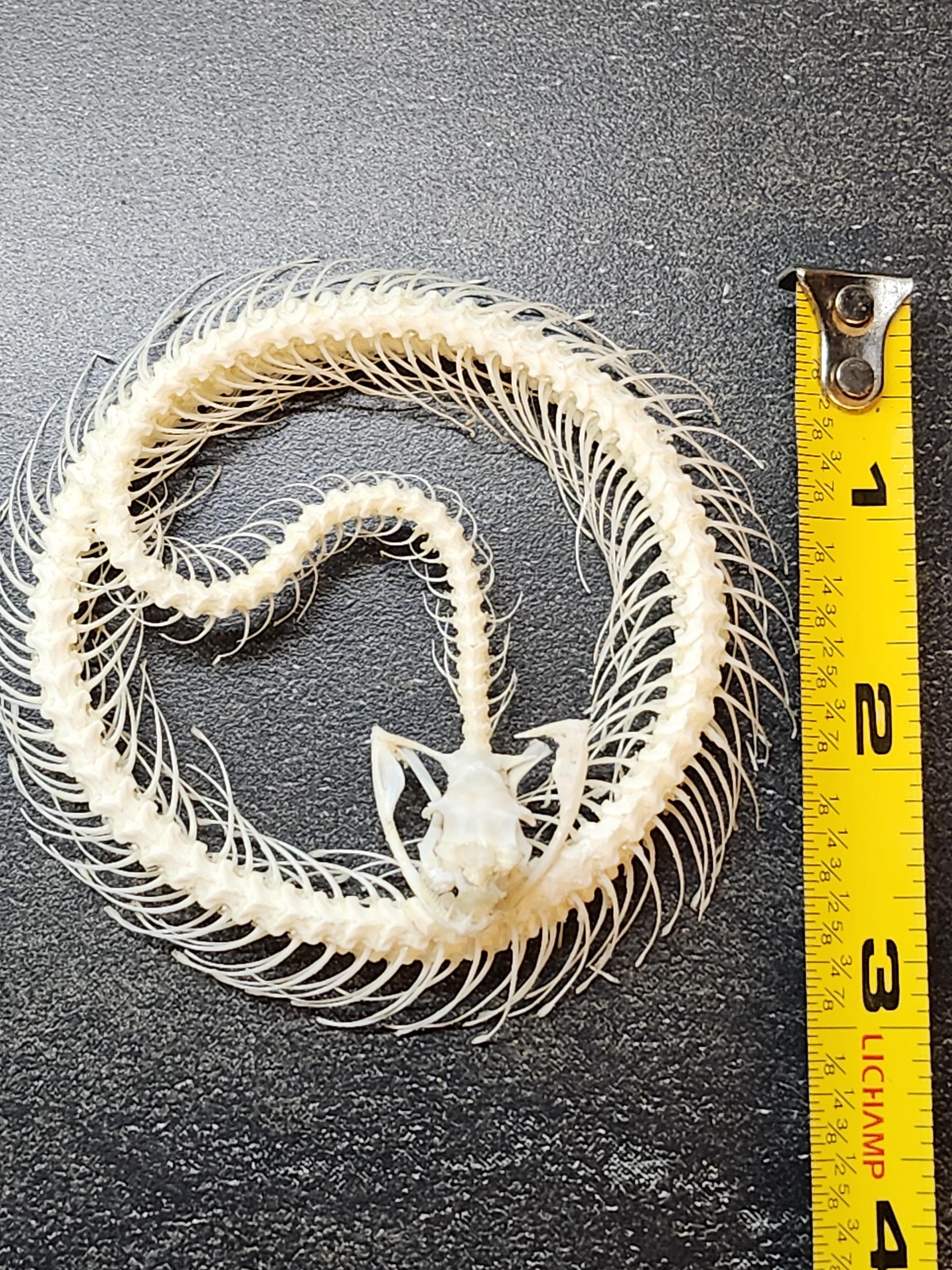 White Lipped Tree Viper Coiled Articulated Skeleton Skull Real ...