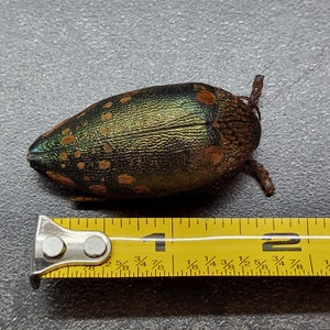 Large Tanzania Metallic Spotted Bullet Jewel Beetle Real Insect Bug ...