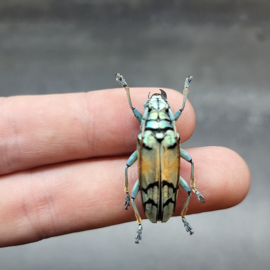Gorgeous Rainbow Longhorn Beetle Real Metallic Blue Teal Insect Bug ...