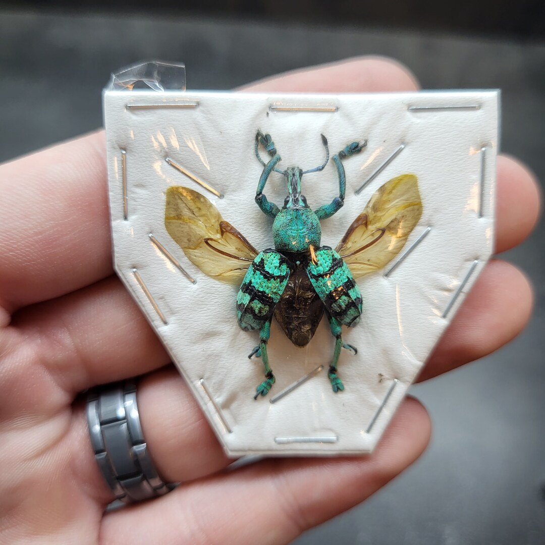 Turquoise Black Striped Weevil Beetle SPREAD Wings Out Real Insect Bug ...