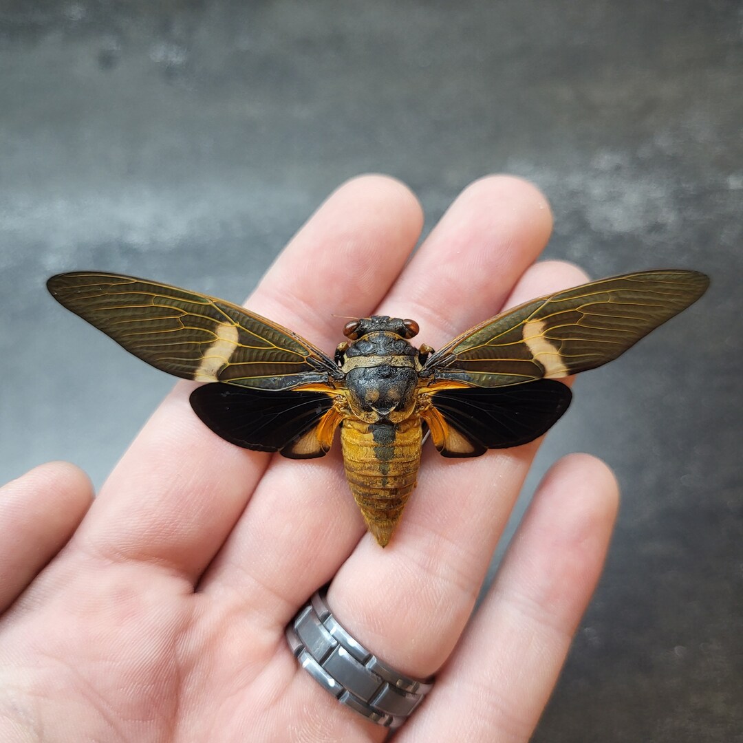 Highlands Banded-wing Cicada Beautiful Real Insect Spread Bug Euratorus ...