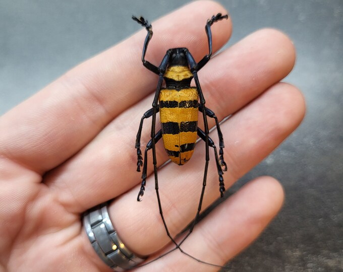 RARE: Tiger Striped Longhorn MALE Orange Black Beetle Real Insect Bug ...