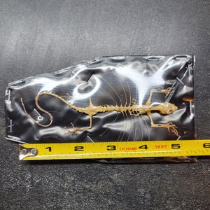 Real Flying Draco Volan Lizard Articulated Skeleton A- Natural Bone ...