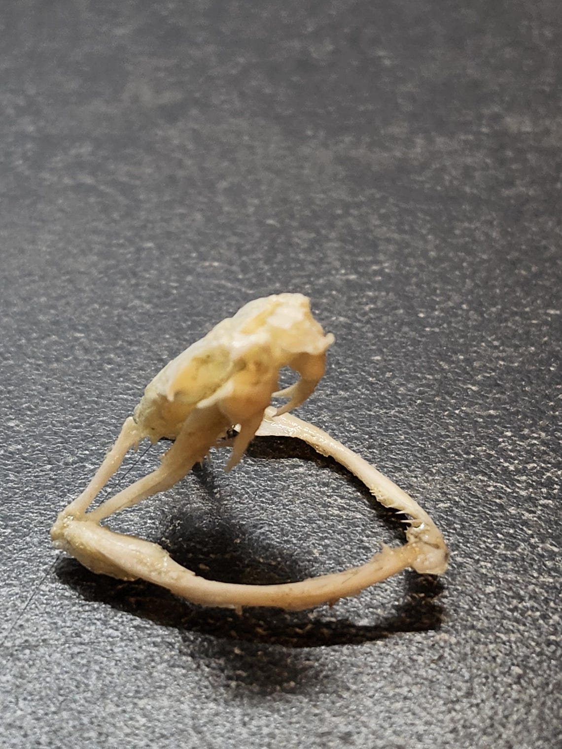 Real White Lipped Tree Pit Viper Snake Skull Trimeresurus Albolabris ...