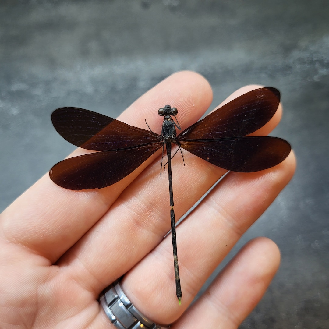 Deep Purple Damselfly Spread Big Real Insect Bug Vestalis Luctuosa ...