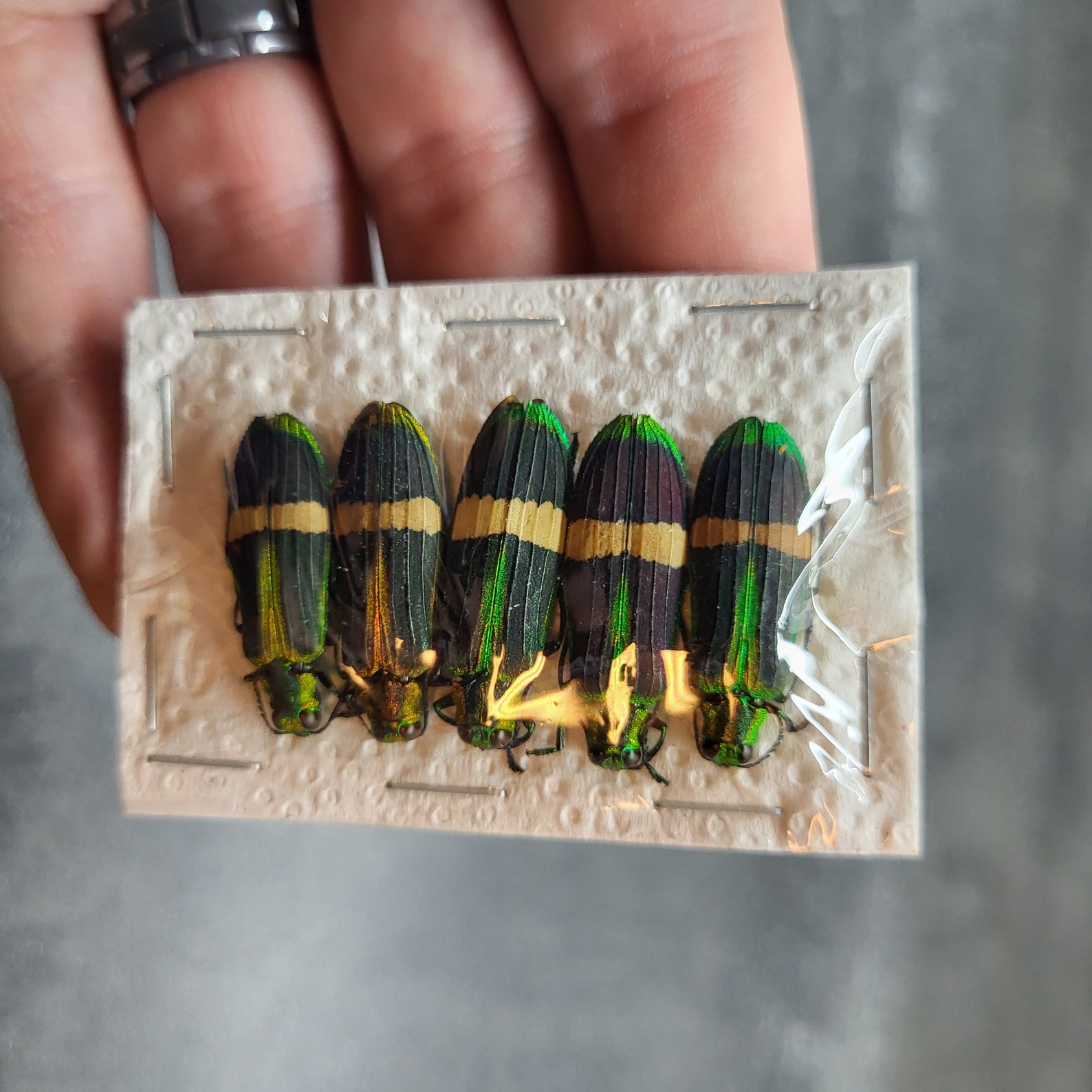 Striped Green Metallic Beetle 5 Pack Lot Real Insect Bug Taxidermy ...
