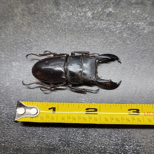 Large Titan Black Stag Beetle Big Real Insect Bug Taxidermy Craft-ready ...