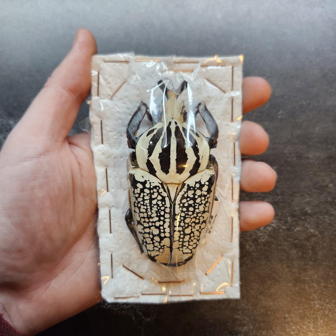 Real Goliath Beetle Dried Insect Specimen Huge 85mm Goliathus ...