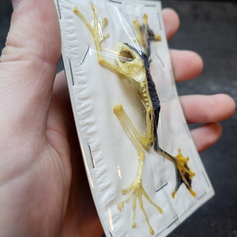 Real Large Flying Tree Frog Half Skeleton Female Specimen Rhacophorus ...