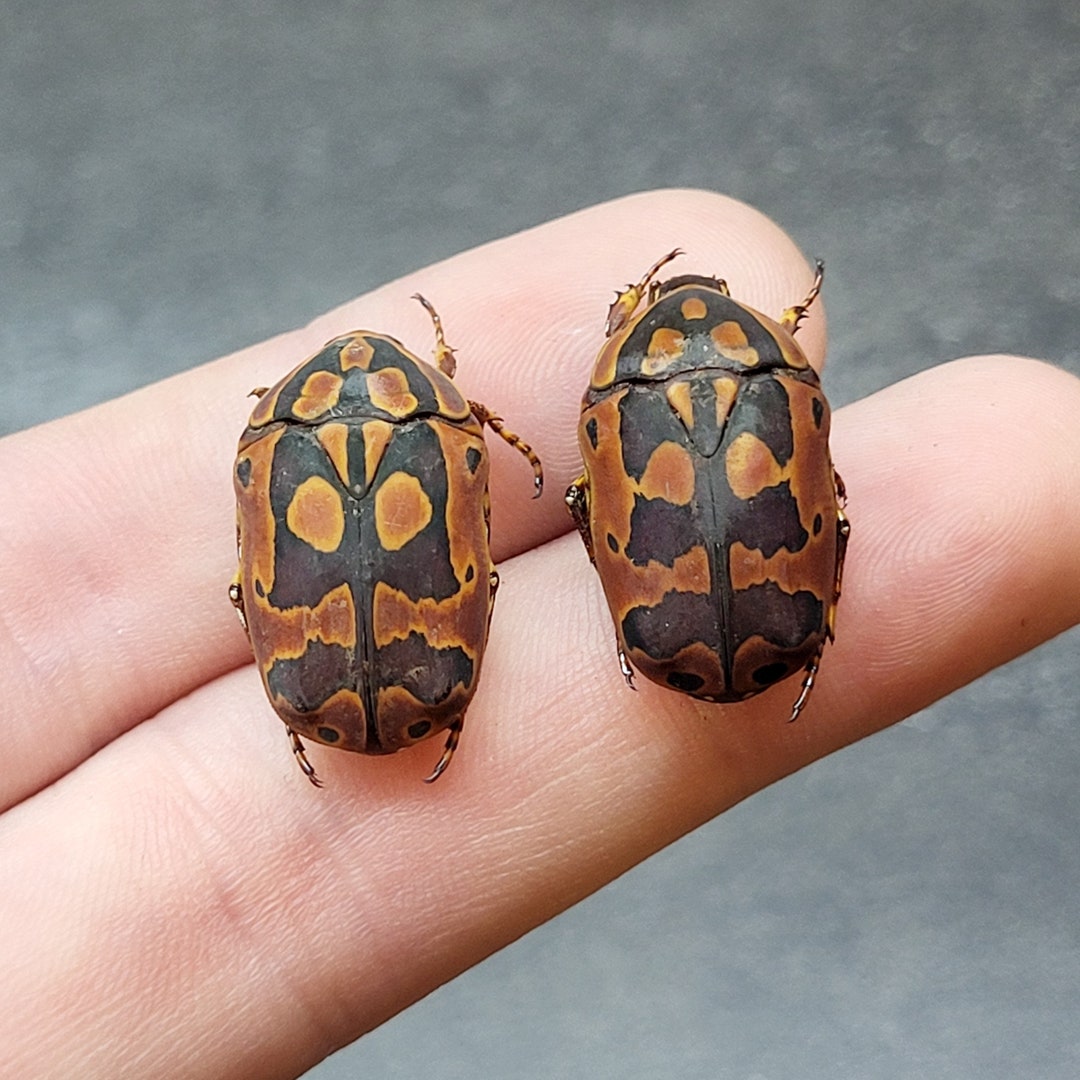 BEAUTIFUL Red Tribal Mask Chafer Beetle (2) Pack Pachnoda Aemula Lot ...