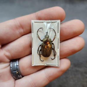 Bronze Metallic Scarab Horned Beetle Real Dried Insect Specimen Bug ...